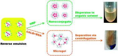 A general method for synthesizing enzyme–polymer conjugates in reverse ...
