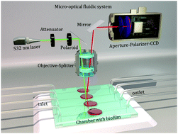 An in situ Raman spectroscopy-based microfluidic “lab-on-a-chip” platform for non-destructive ...