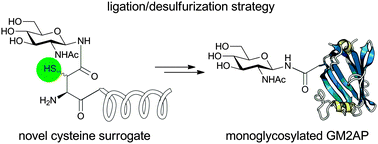 The total chemical synthesis of the monoglycosylated GM2 ganglioside ...