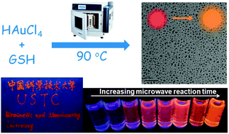A microwave-facilitated rapid synthesis of gold nanoclusters with ...