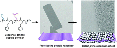 Peptoid nanosheets as soluble, two-dimensional templates for calcium ...