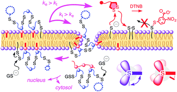 Cellular uptake: lessons from supramolecular organic chemistry ...