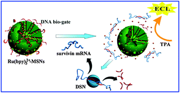 Integration of DNA bio-gates and duplex-specific nuclease signal ...
