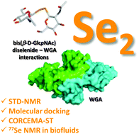 Glycosyldiselenides as lectin ligands detectable by NMR in biofluids ...