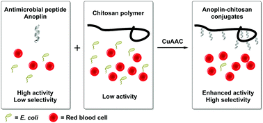 Antimicrobial peptide shows enhanced activity and reduced toxicity upon ...