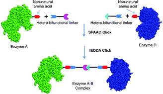 Double clicking for site-specific coupling of multiple enzymes ...