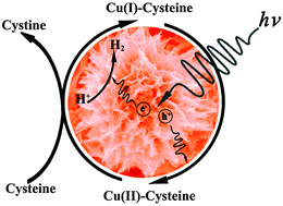 Copper(i) cysteine complexes: efficient earth-abundant oxidation co ...