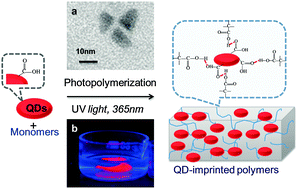Quantum dot-imprinted polymers with size and shell-selective ...