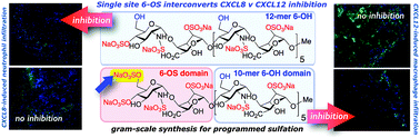 Synthetic heparan sulfate dodecasaccharides reveal single sulfation ...