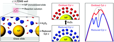 A single nanoparticle-based sensor for hydrogen peroxide (H2O2) via ...