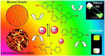 Ag+-induced reverse vesicle to helical fiber transformation in a self ...