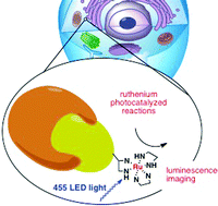 In cellulo protein labelling with Ru-conjugate for luminescence imaging ...