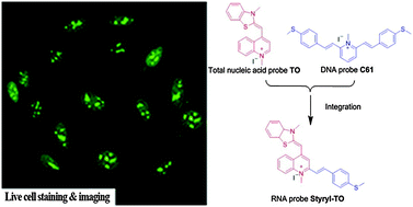 A molecular fluorescent dye for specific staining and imaging of RNA in ...