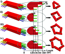 DNA polygonal cavities with tunable shapes and sizes - Chemical ...