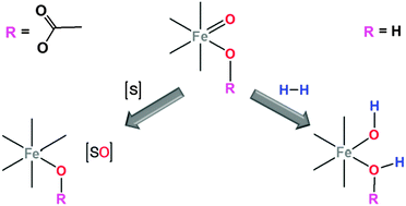 H2 oxidation versus organic substrate oxidation in non-heme iron ...
