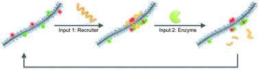 Supramolecular copolymers with stimuli-responsive sequence control ...