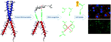 Sequence-selective DNA recognition and enhanced cellular up-take by ...