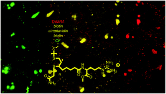 Protein delivery with cell-penetrating poly(disulfide)s - Chemical ...