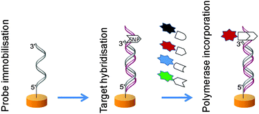 Electrochemical primer extension for the detection of single nucleotide ...