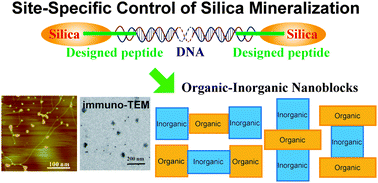 Site-specific control of silica mineralization on DNA using a designed ...