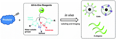 All-in-One azides: empowered click reaction for in vivo labeling and ...