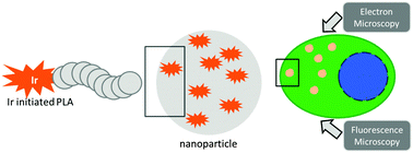 Cellular uptake of PLA nanoparticles studied by light and electron ...