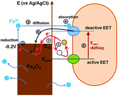 Ferrous ion regulated extracellular electron transfer: towards self ...