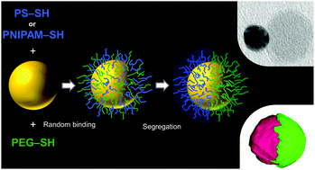 Janus gold nanoparticles obtained via spontaneous binary polymer shell ...
