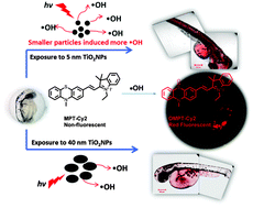 A sensitive fluorescent sensor for the detection of endogenous hydroxyl ...