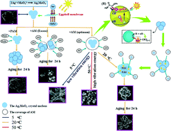 Thermal perturbation nucleation and growth of silver molybdate ...