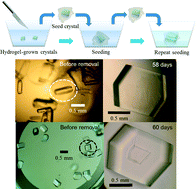 Development of protein seed crystals reinforced with high-strength ...