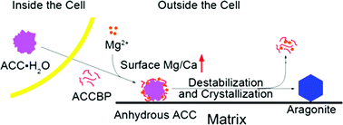 Transformation of amorphous calcium carbonate nanoparticles into ...
