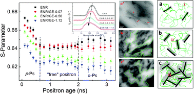 Graphene networks and their influence on free-volume properties of ...