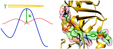 Protein motions and dynamic effects in enzyme catalysis - Physical ...