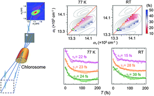 Role of thermal excitation in ultrafast energy transfer in chlorosomes ...