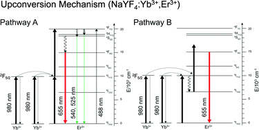 The preferred upconversion pathway for the red emission of lanthanide-doped upconverting ...