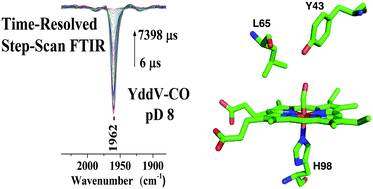 Probing the ligand recognition and discrimination environment of the ...