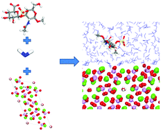 The effect of water on the binding of glycosaminoglycan saccharides to ...