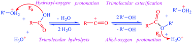 Acid-catalyzed carboxylic acid esterification and ester hydrolysis ...