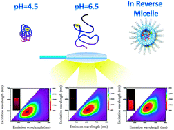 The spectral relaxation dynamics and the molecular crowding effect of ...