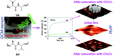 Interaction of l-alanyl-l-valine and l-valyl-l-alanine with organic ...