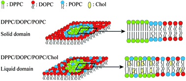 Physical properties of the hybrid lipid POPC on micrometer-sized ...