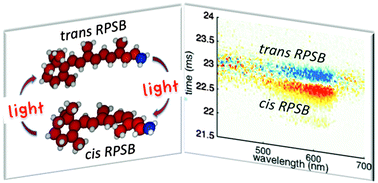 Retinal shows its true colours: photoisomerization action spectra of ...