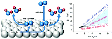 Transient study of the oxygen reduction reaction on reduced Pt and Pt ...