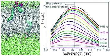 Fluorescence of nitrobenzoxadiazole (NBD)-labeled lipids in model ...