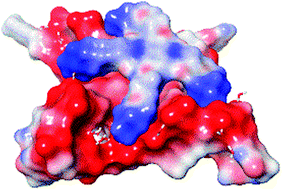 Molecular recognition of naphthalene diimide ligands by telomeric ...