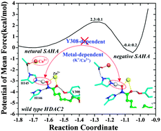 Inhibition mechanism of SAHA in HDAC: a revisit - Physical Chemistry ...