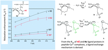 Copper(ii) complexes with peptides based on the second cell binding ...