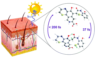Theoretical insights into the photo-protective mechanisms of natural ...