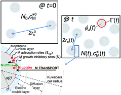 Coupled metal partitioning dynamics and toxicodynamics at biointerfaces ...